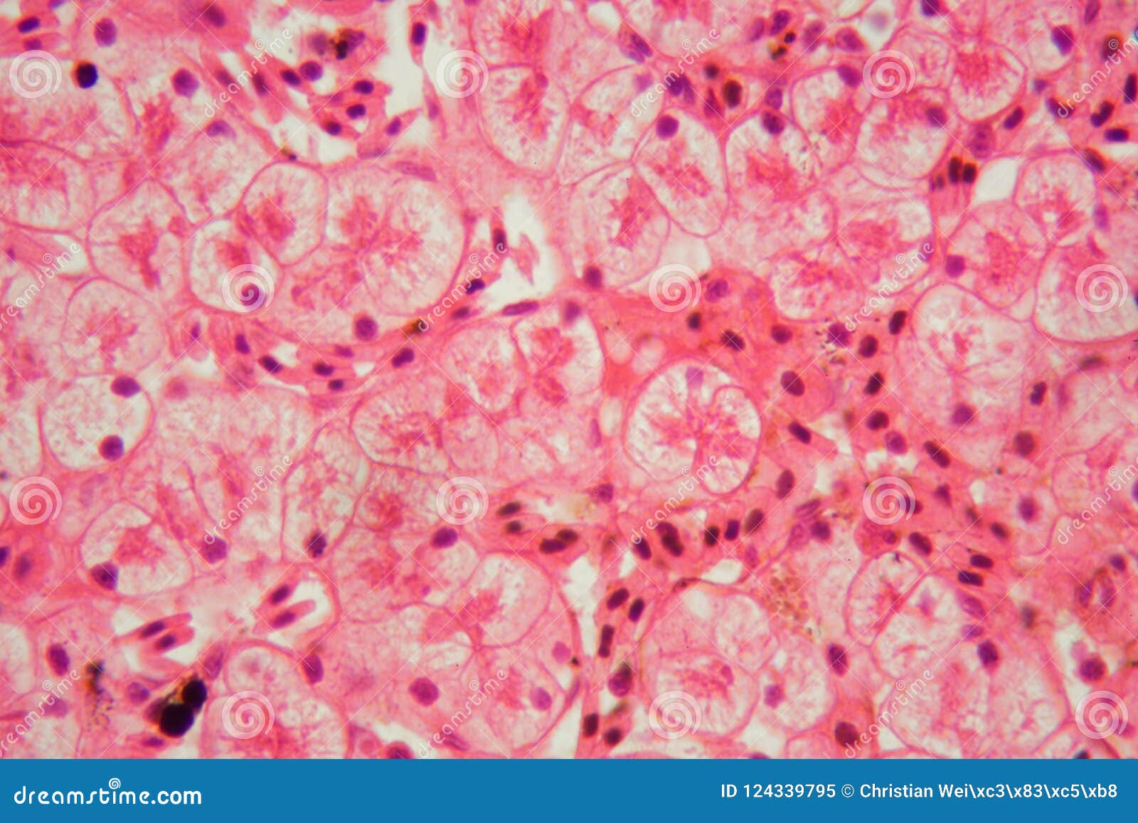 Frog Liver Cells Under Microscope.