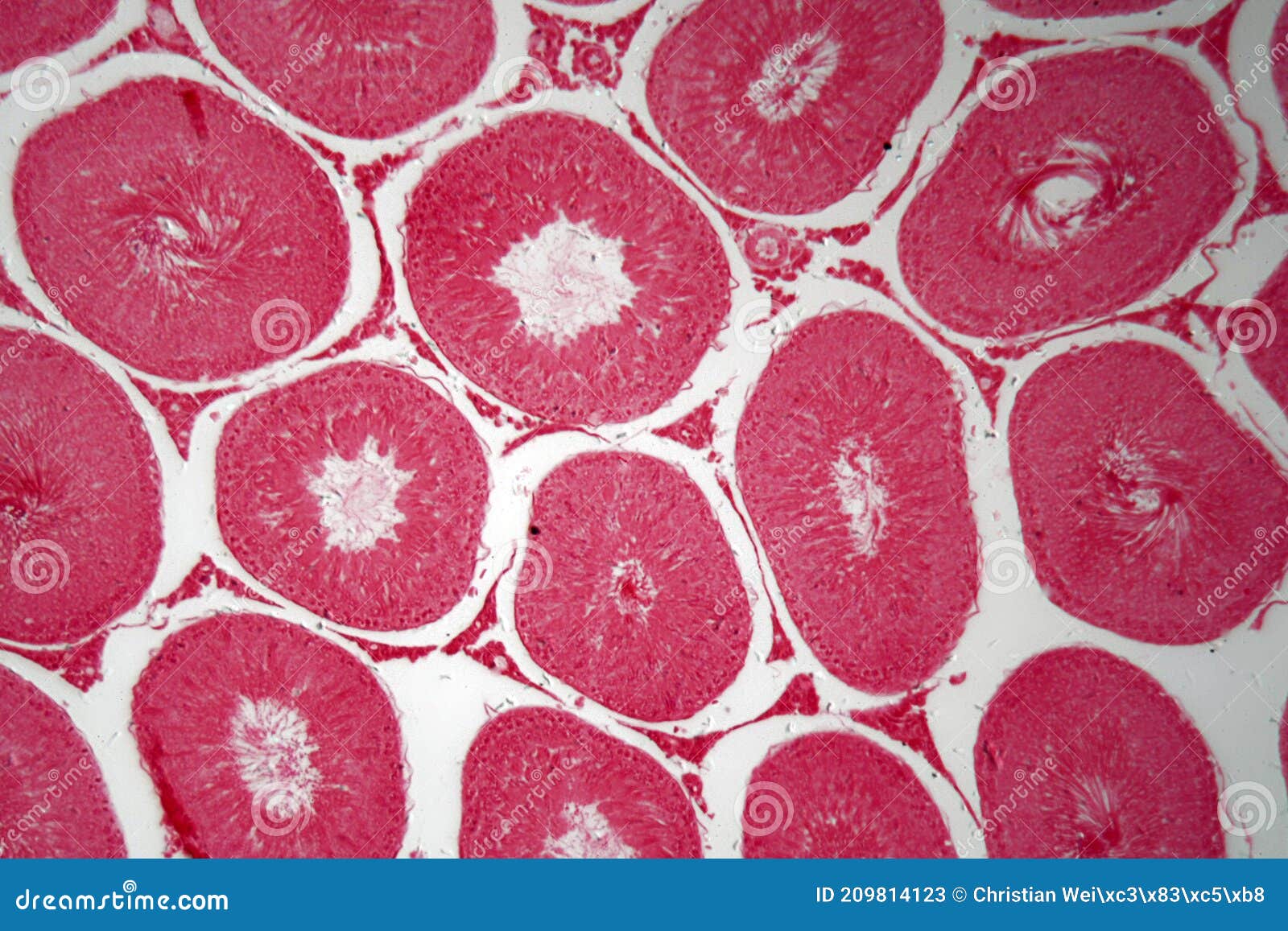 Microscope Photo of Cells of Rabbit Testicles Stock Image - Image of ...