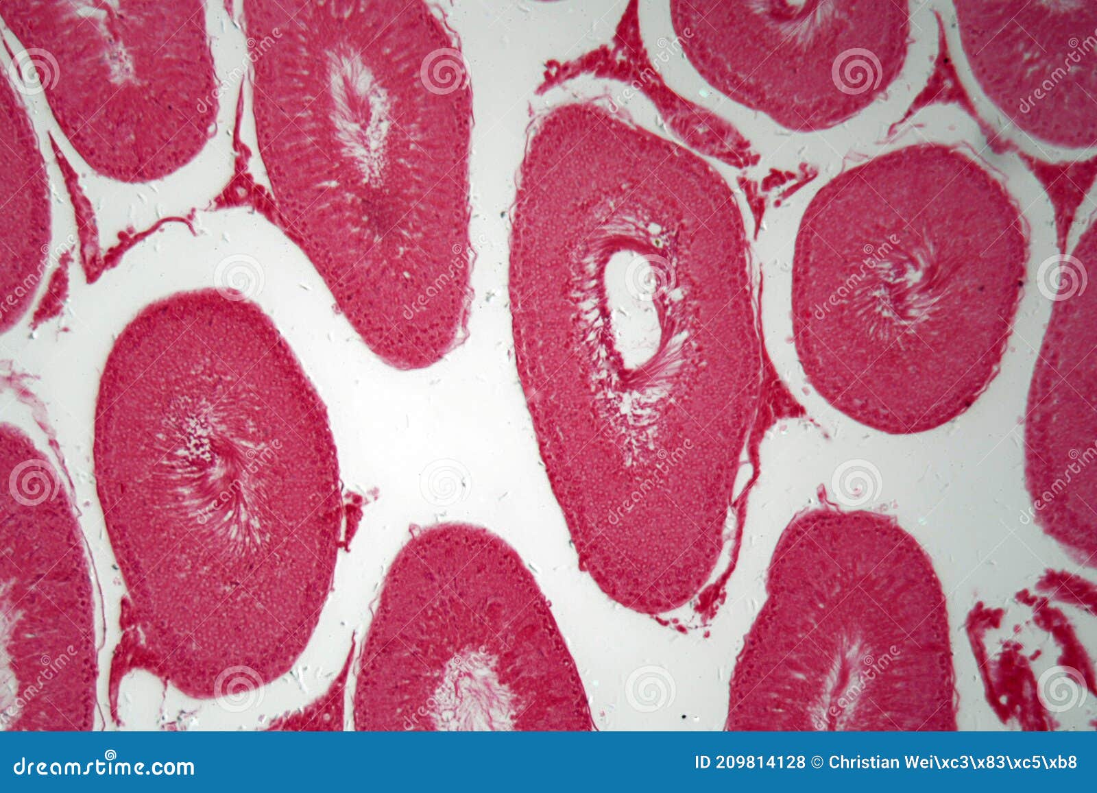 Microscope Photo of Cells of Rabbit Testicles Stock Photo - Image of ...