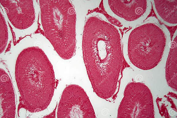 Microscope Photo of Cells of Rabbit Testicles Stock Photo - Image of ...