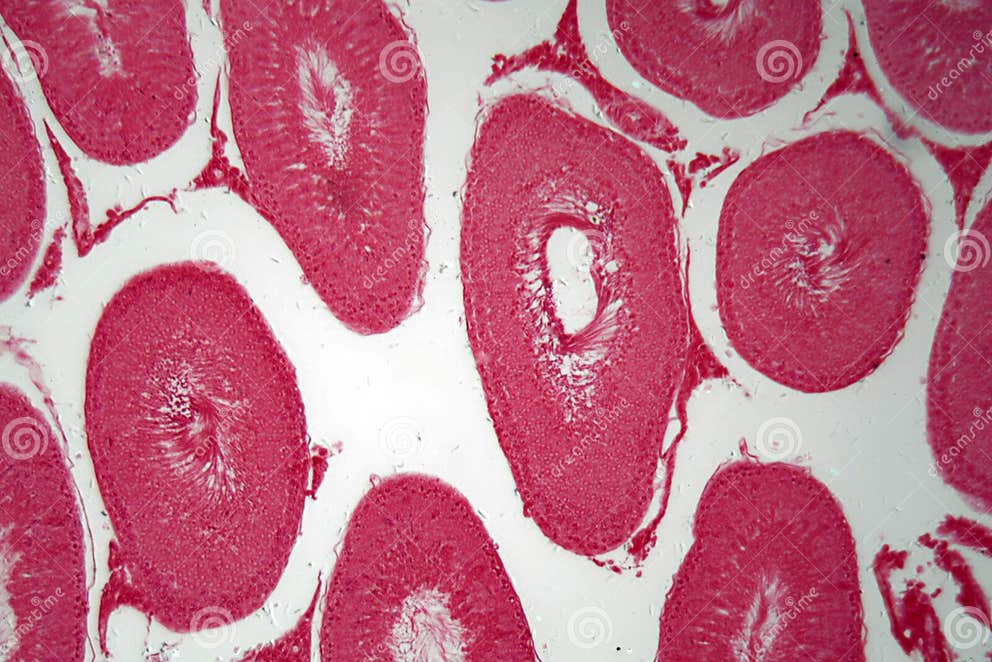 Microscope Photo of Cells of Rabbit Testicles Stock Photo - Image of ...