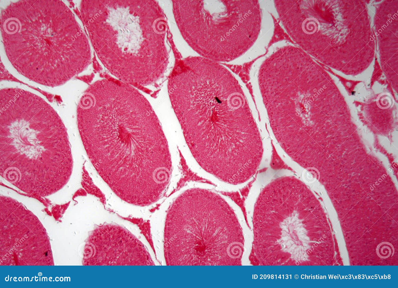 Microscope Photo of Cells of Rabbit Testicles Stock Image - Image of ...