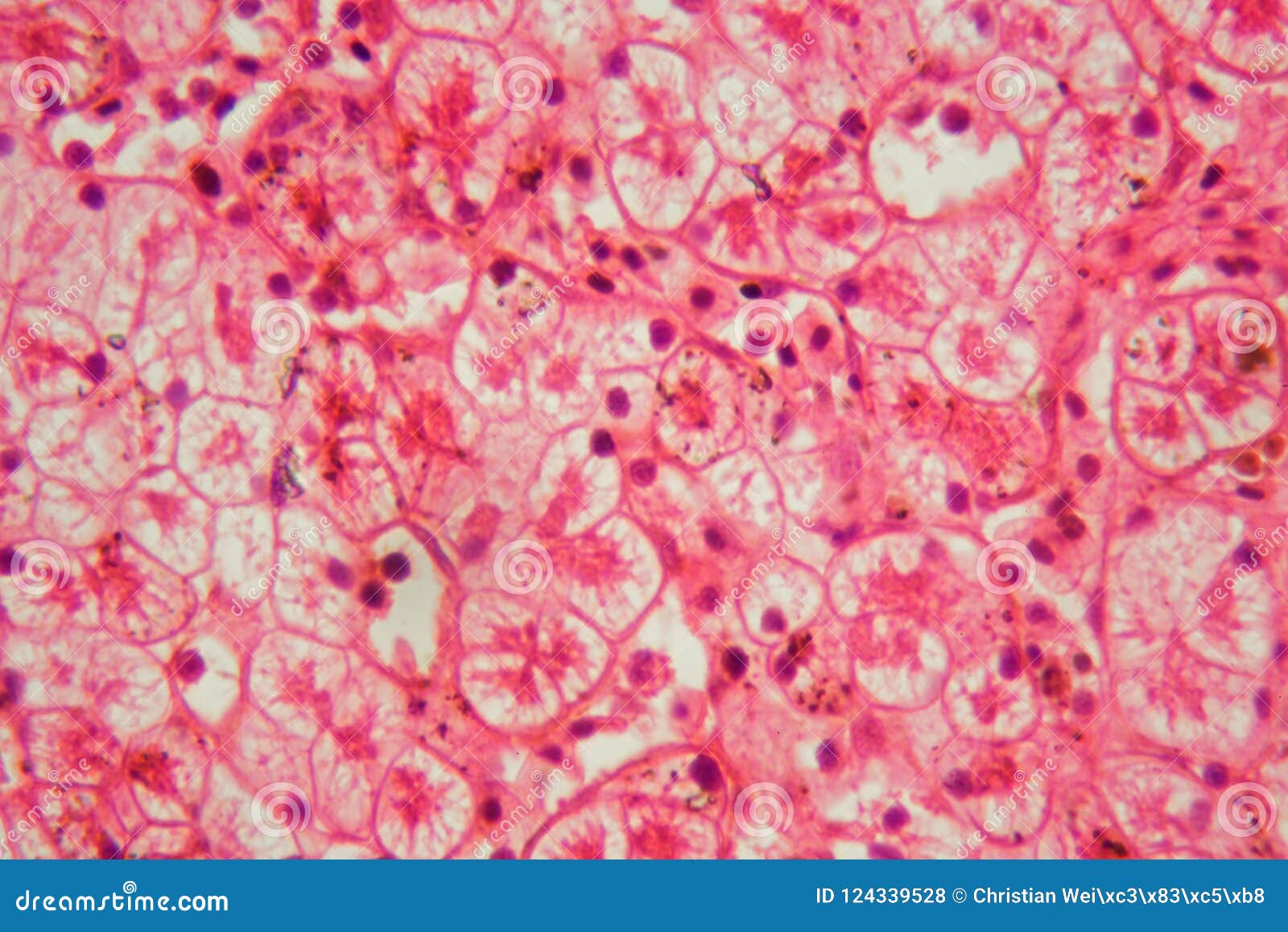 Frog Liver Cells Under Microscope