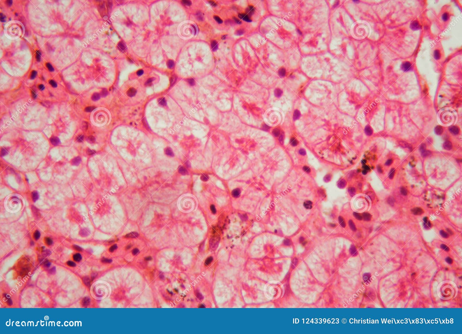 Frog Liver Cells Under Microscope