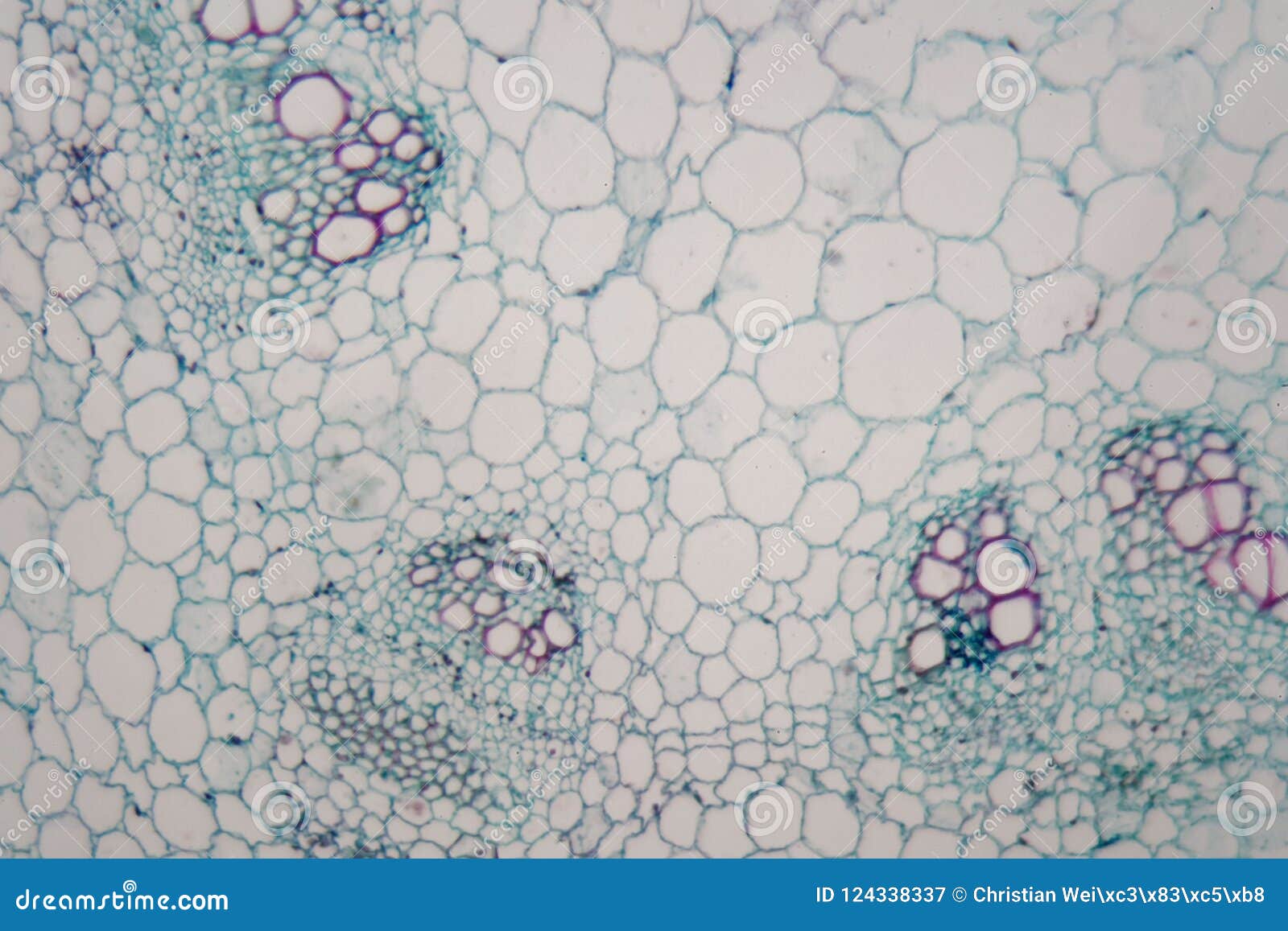 Microscope Photo of a Sunflower Stem. Stock Image - Image of micrograph ...