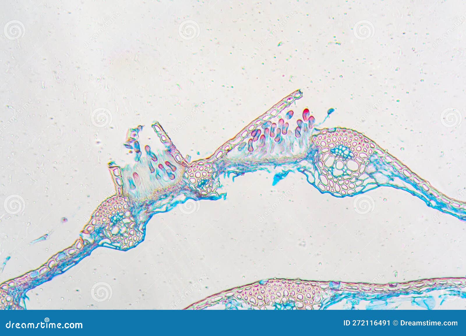 Microscope Photo of Steam Rust, Puccinia Graminis Stock Image - Image ...
