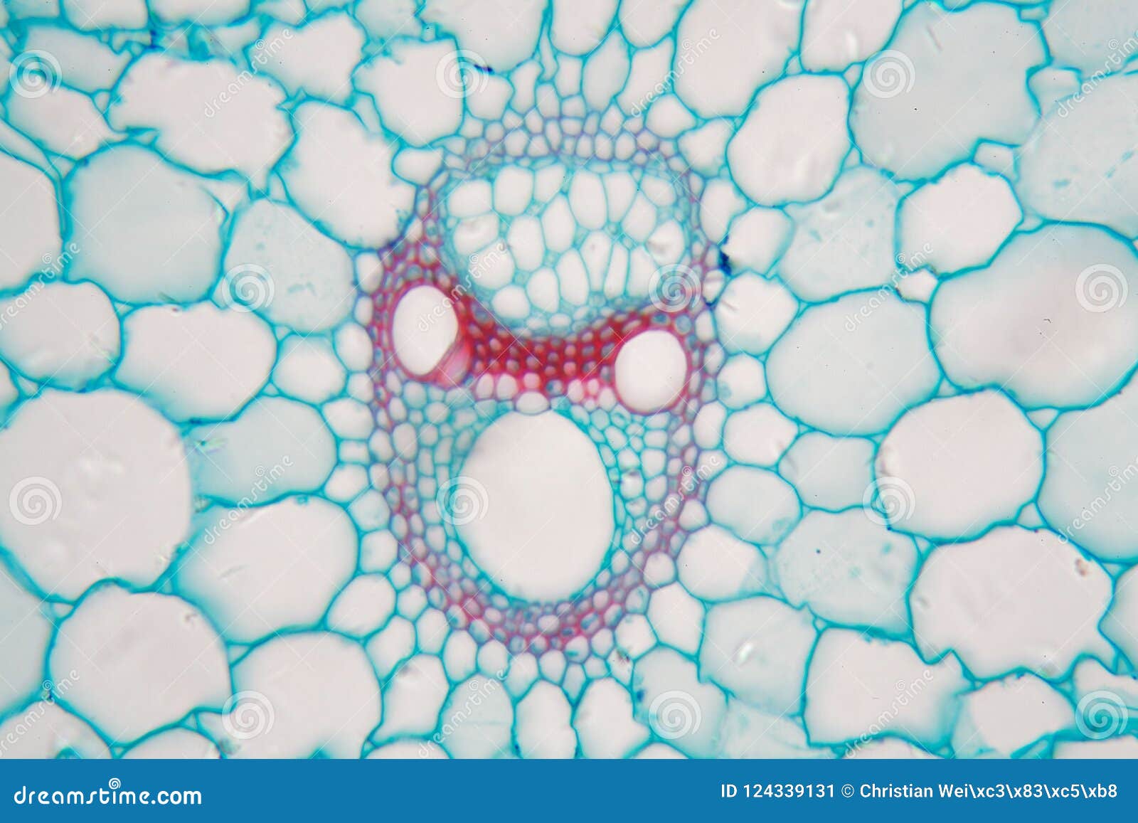 Microscope Photo of the Stem of a Rice Plant. Stock Image - Image of ...