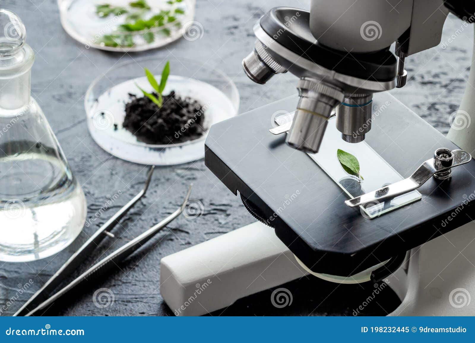 Microscope and Plants on a Table in Scientific Laboratory. Agriculture ...