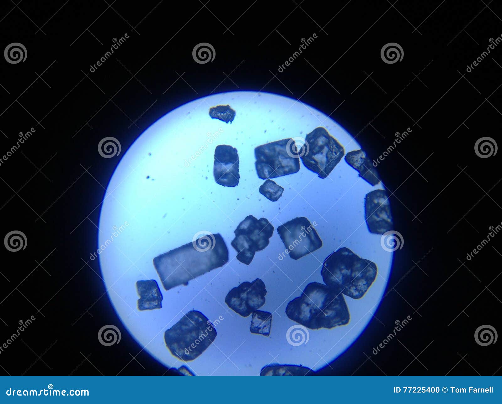 Microscope Salt Crystals Stock Photo | CartoonDealer.com #77225400