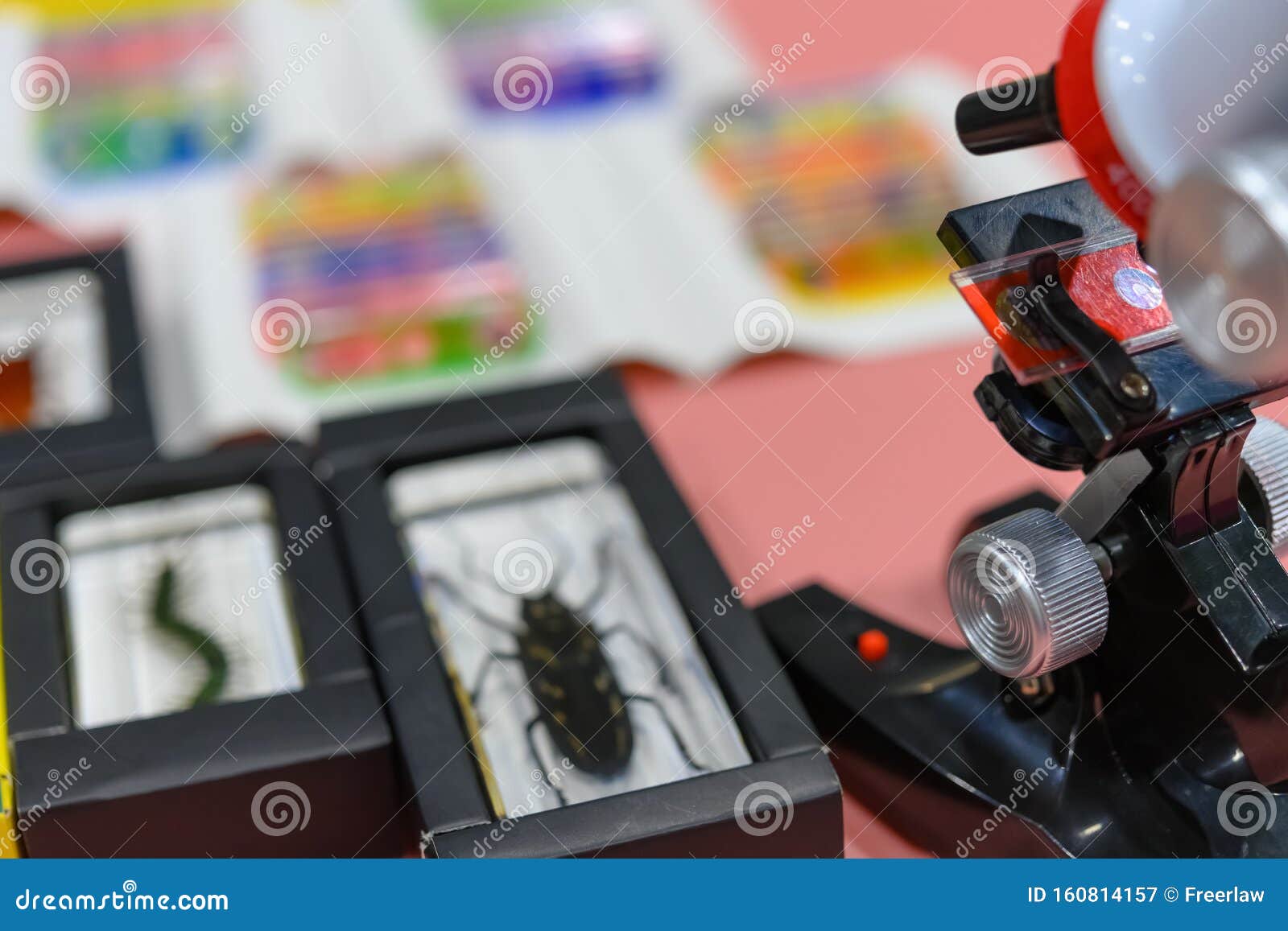 Microscope with Several Insect Specimens and Sample Slices Stock Image ...
