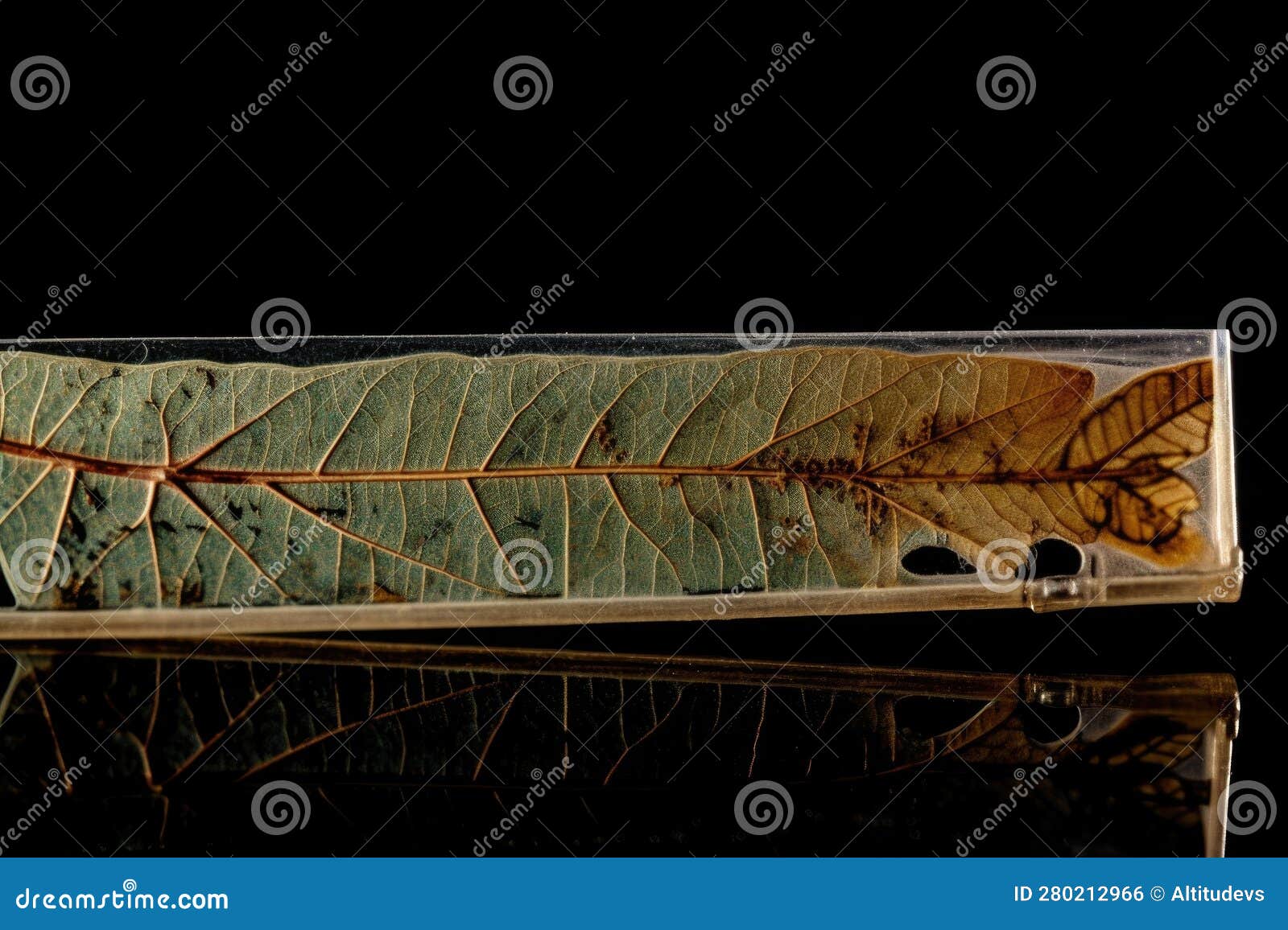 Microscope Slide with Cross-section of Leaf, Revealing Intricate ...