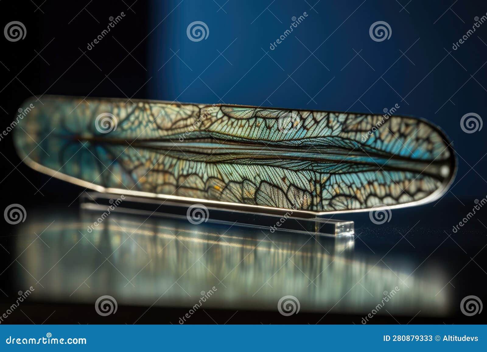 Microscope Slide with Magnified View of Insect Wing, with Intricate ...