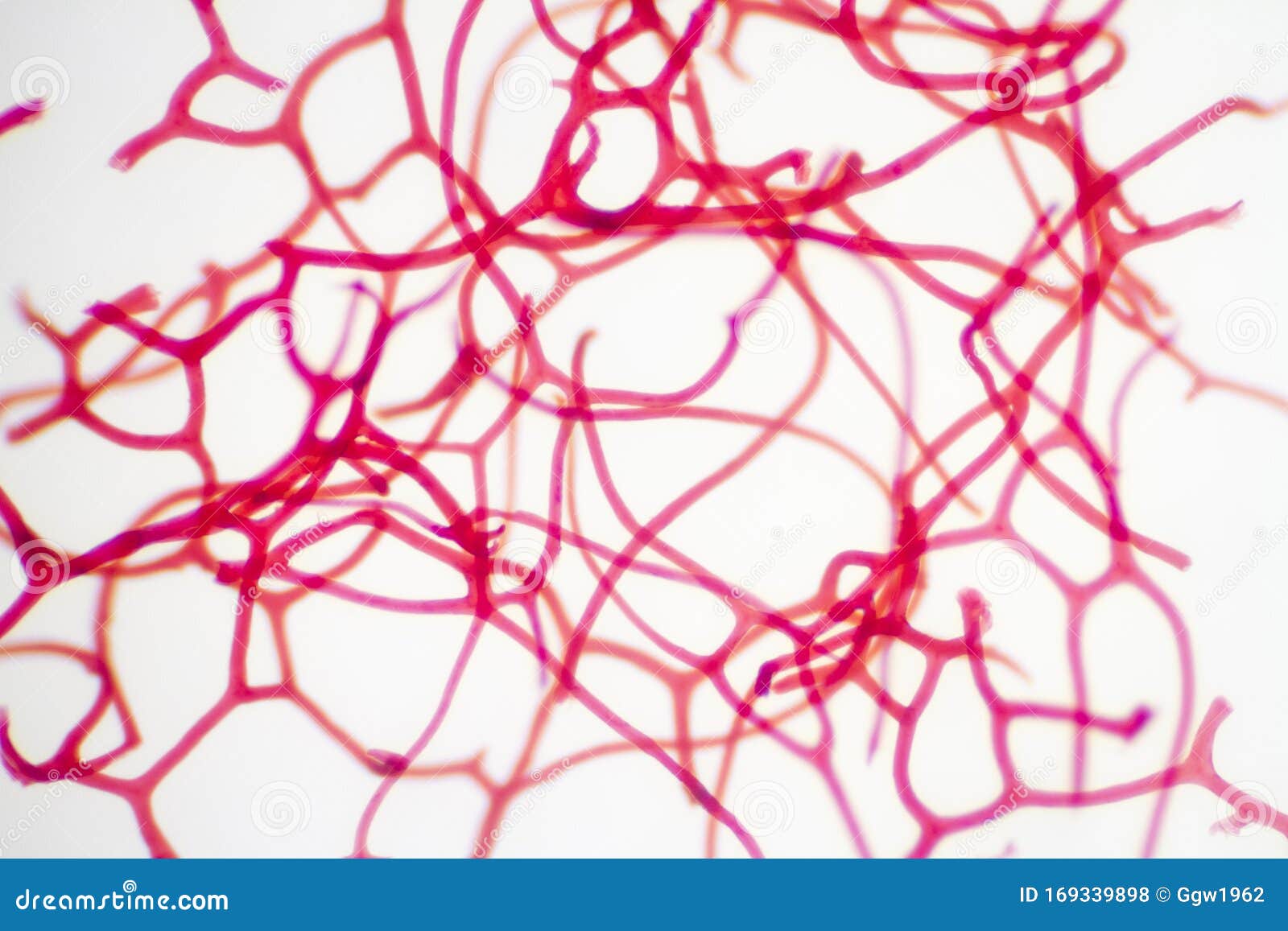 Sponge stock photo. Image of research, aquatic, change - 169339898