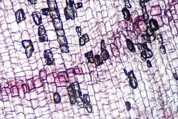 Cork cells stock image. Image of biology, microscope - 171241239