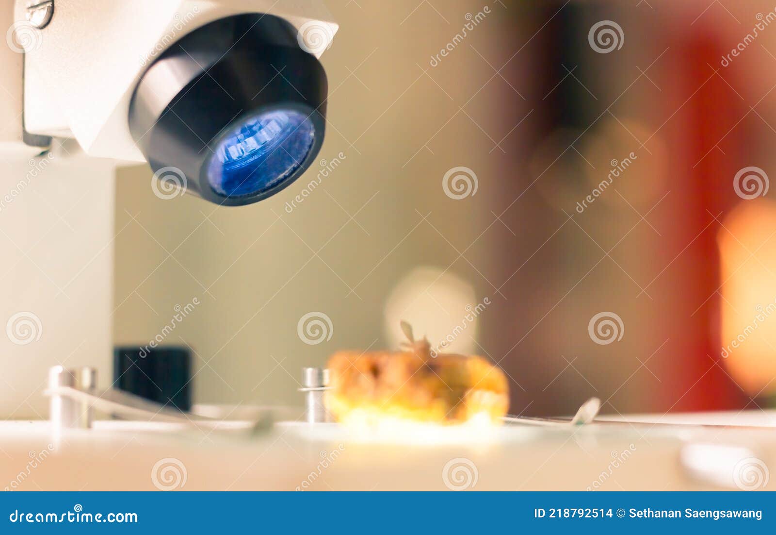 Microscope Study and Examine Structure of Beehive Biology in the ...