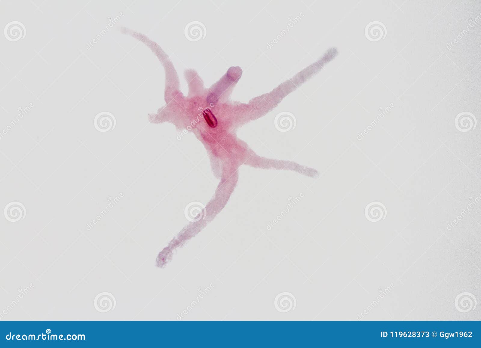 Microscope View of an Amoeba Stock Image - Image of research, fixed ...