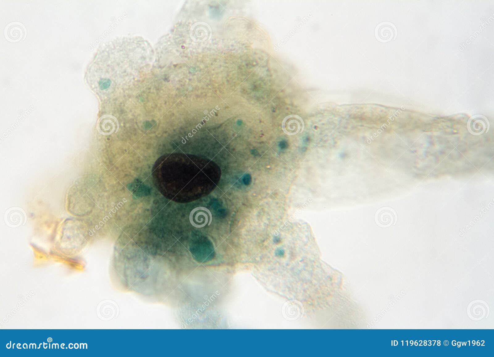 Amoeba Under A Microscope