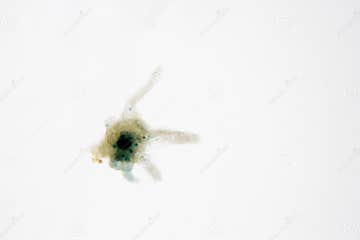 Microscope View of an Amoeba Stock Image - Image of water, fixed: 119628431