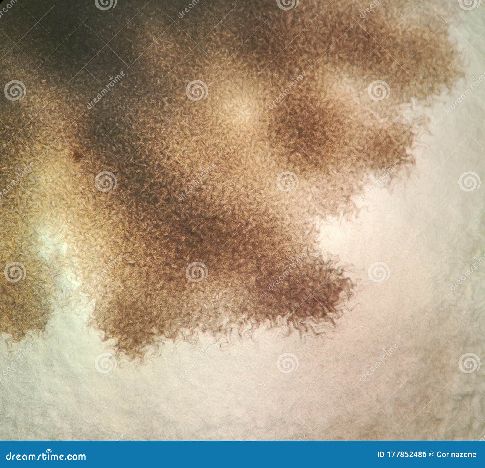 A Bacillus Genus Branched Bacterial Colony Under the Optical Microscope ...