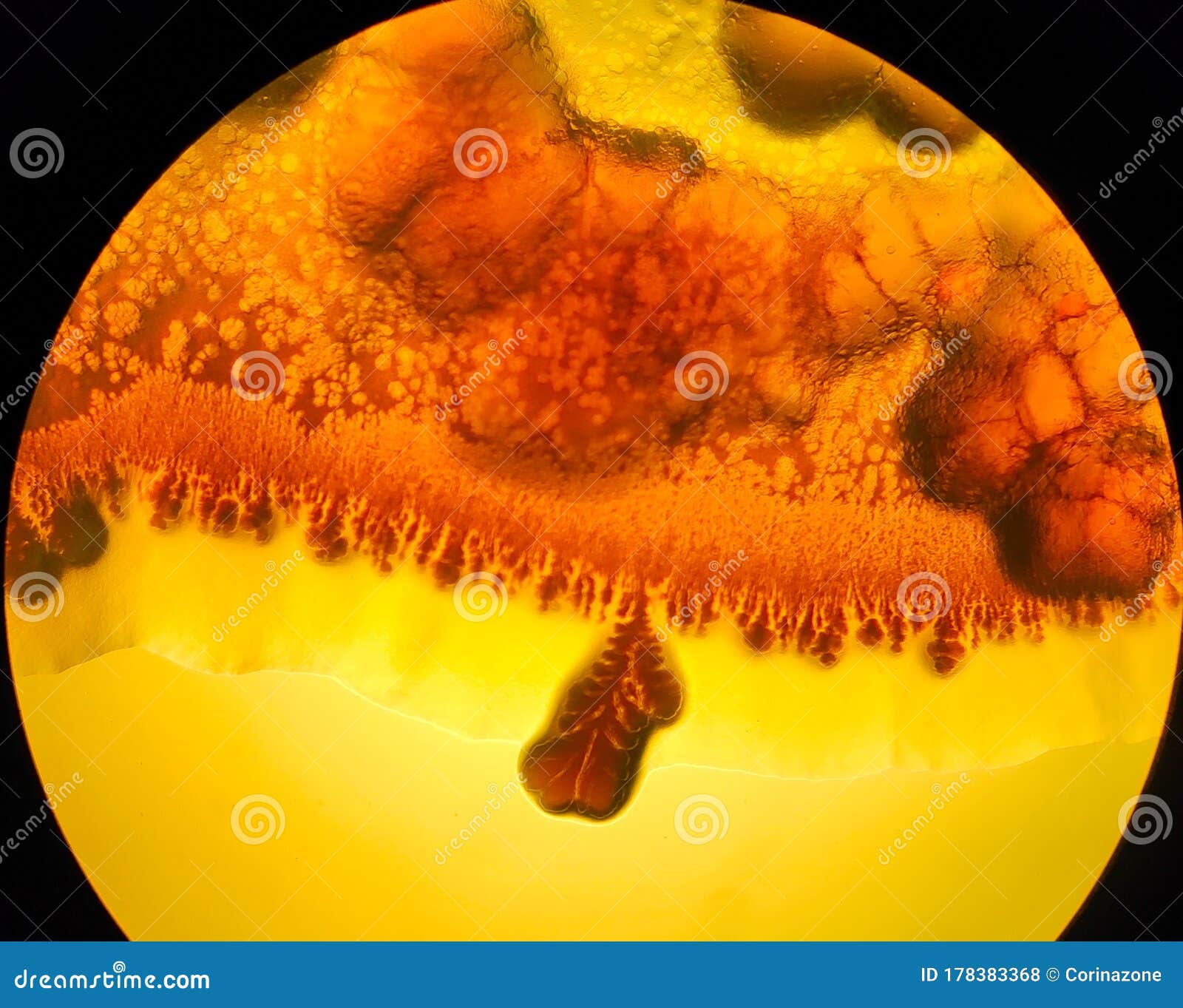 Structures Built by Bacteria Under the Microscope - Beautiful Growth ...