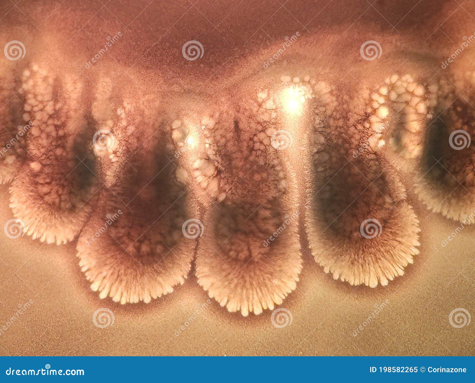 Candida Albicans Under The Microscope Stock Photo | CartoonDealer.com ...