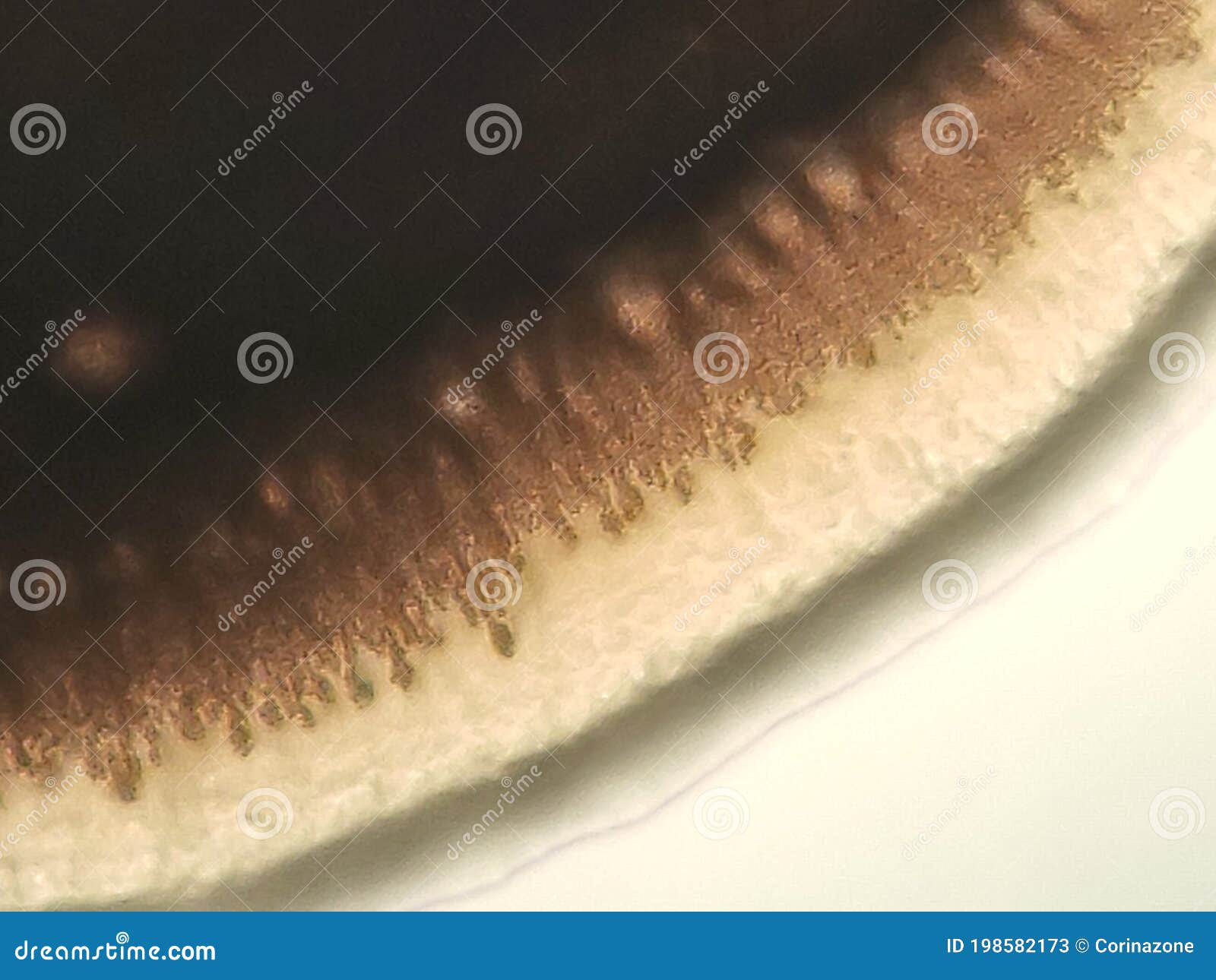 Microscope View of a Bacterial Colonies Stock Image - Image of biology ...