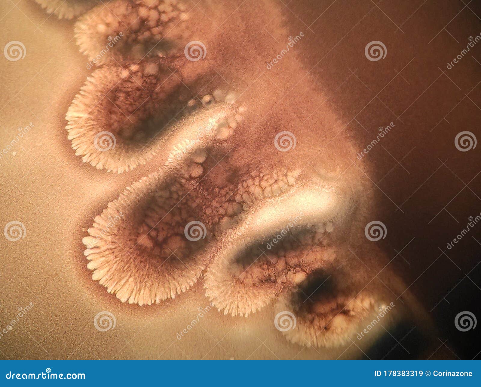 The Beautiful Art Of Bacteria - Microscope View Of Bacillus And Other ...