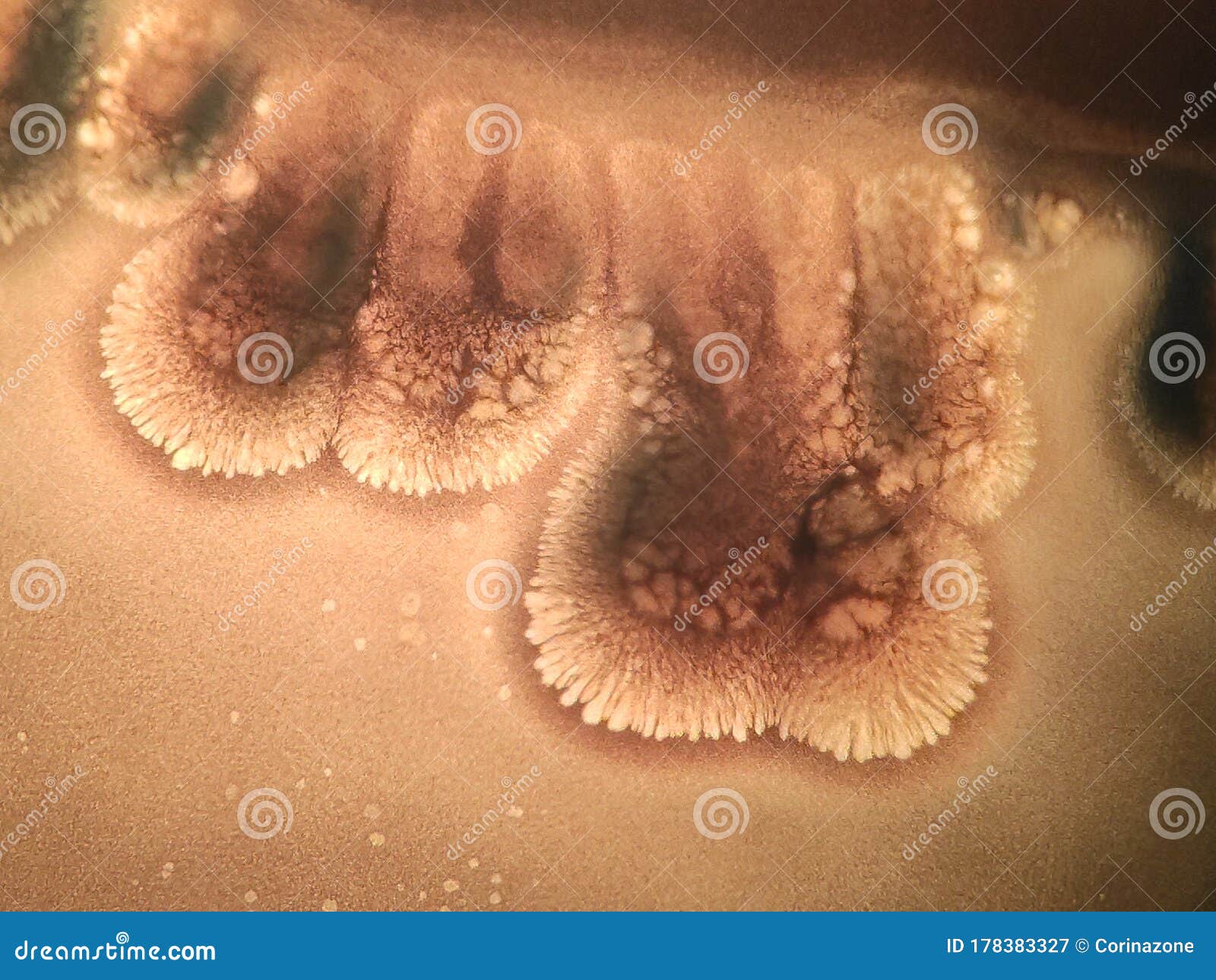 The Beautiful Fractal Pattern of Growth of Bacteria on Nutrient Agar ...