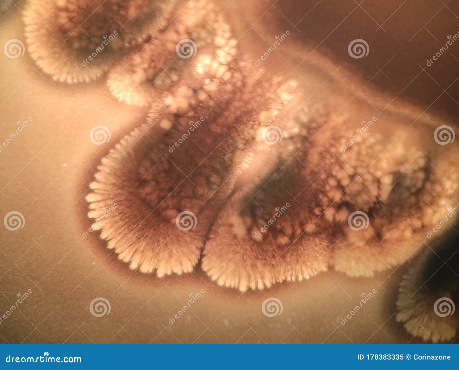 Beuatiful Bacterial Colonies Under the Microscope Stock Image - Image ...