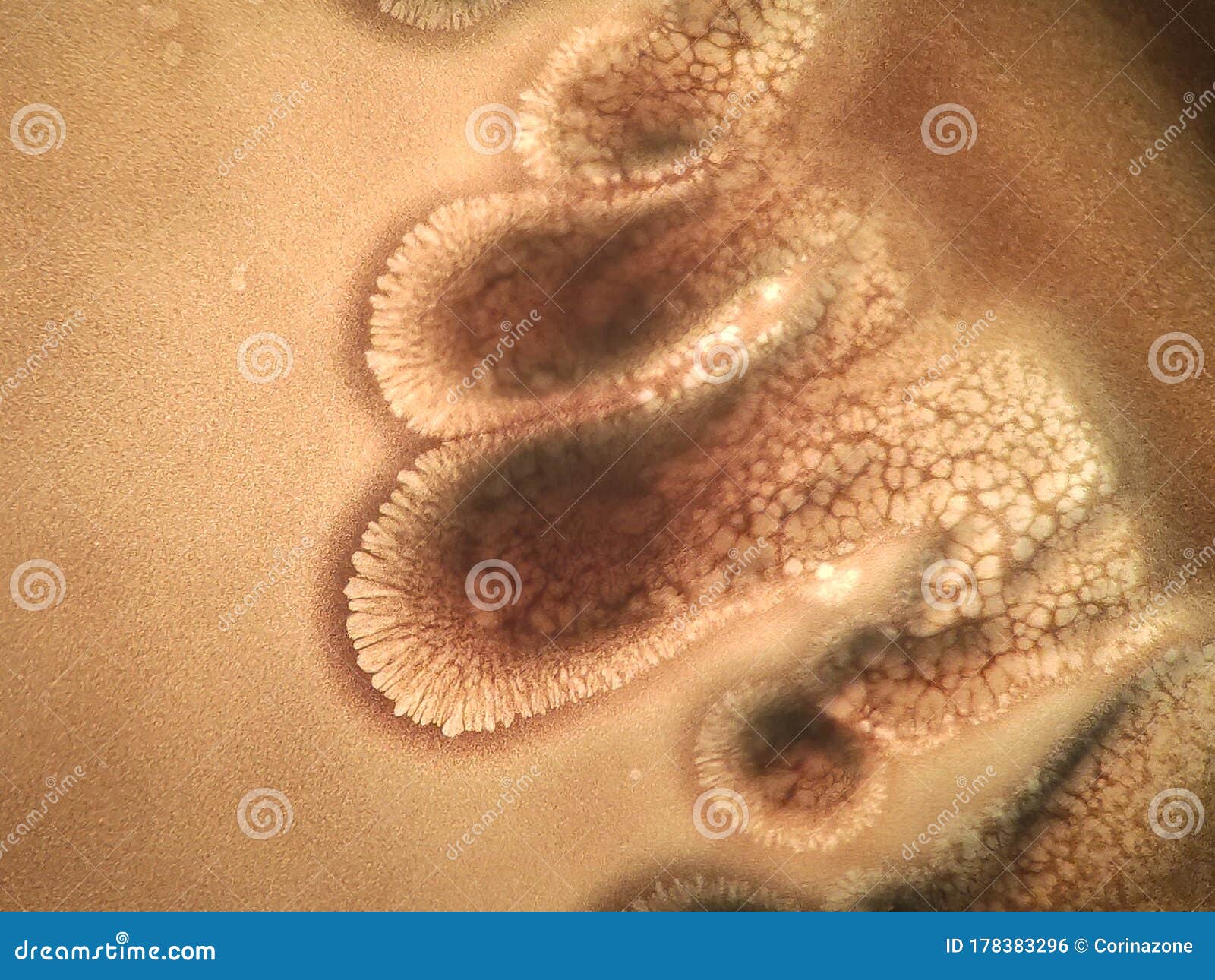 Microscope View of Bacteria Growing in Beautiful Fractal Pattern ...