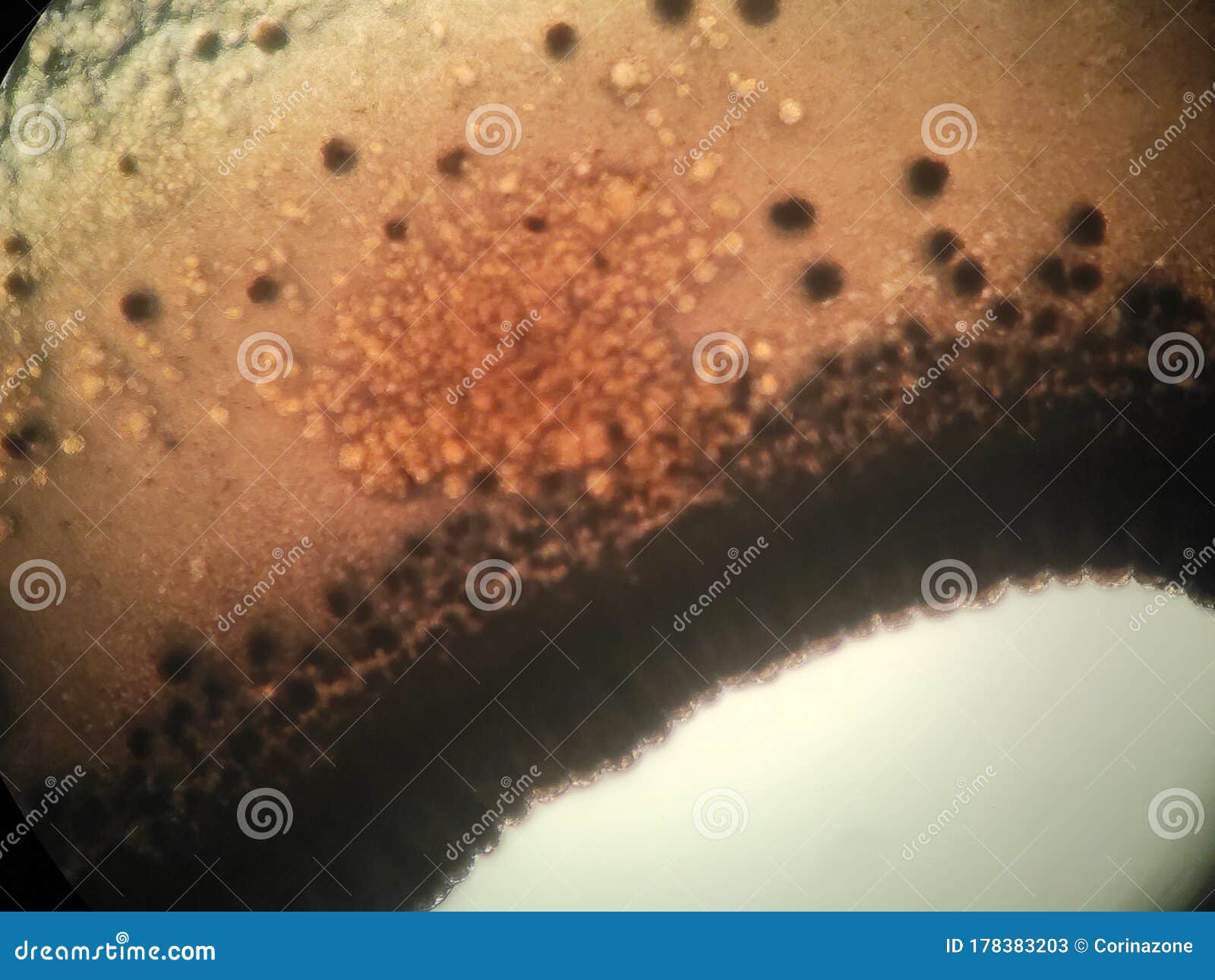 Microscope View of Bacteria Growing in Beautiful Structures Stock Image ...
