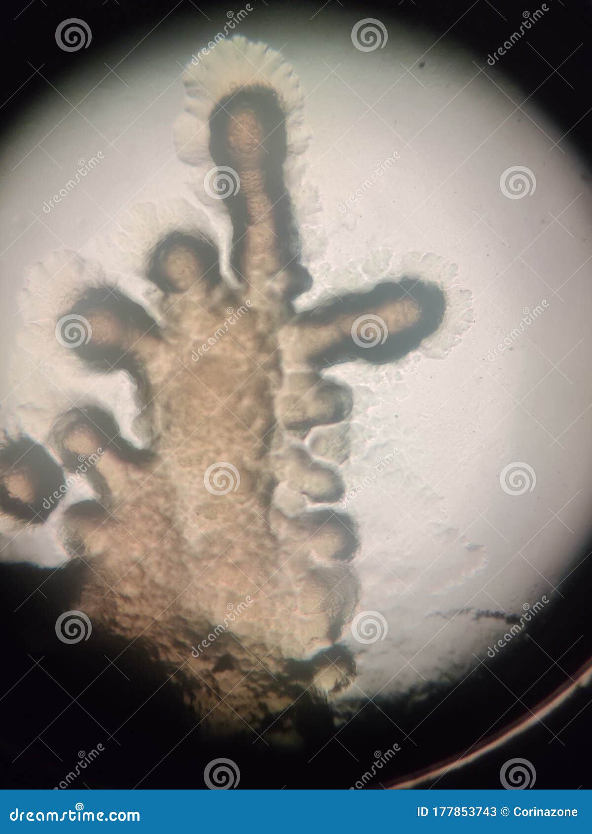 Beautiful Fractal Pattern Growth of a Bacterial Colony Under the ...