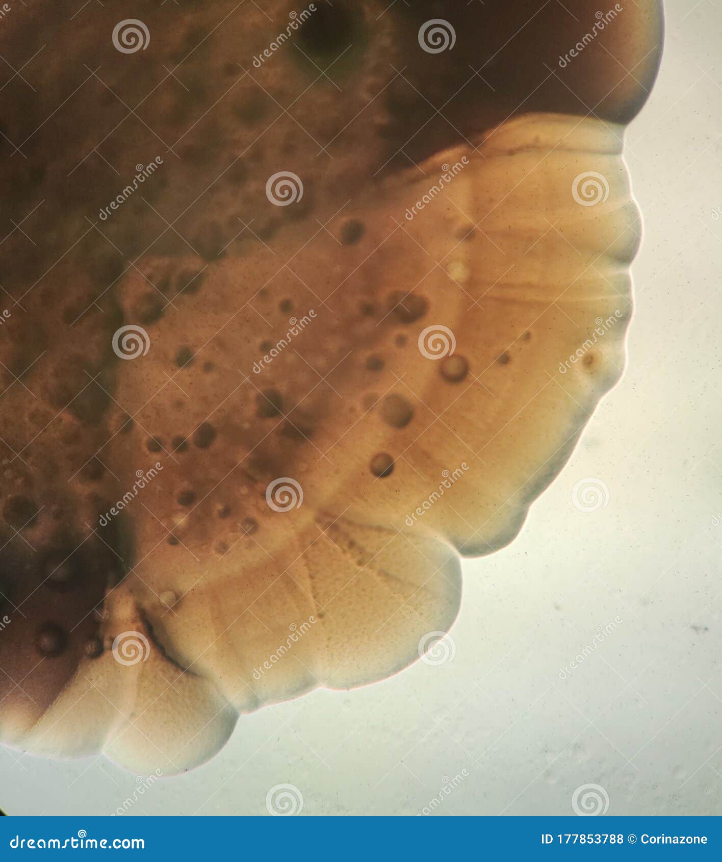 Beautiful Growth of a Bacterial Colony Under the Microscope Stock Photo ...