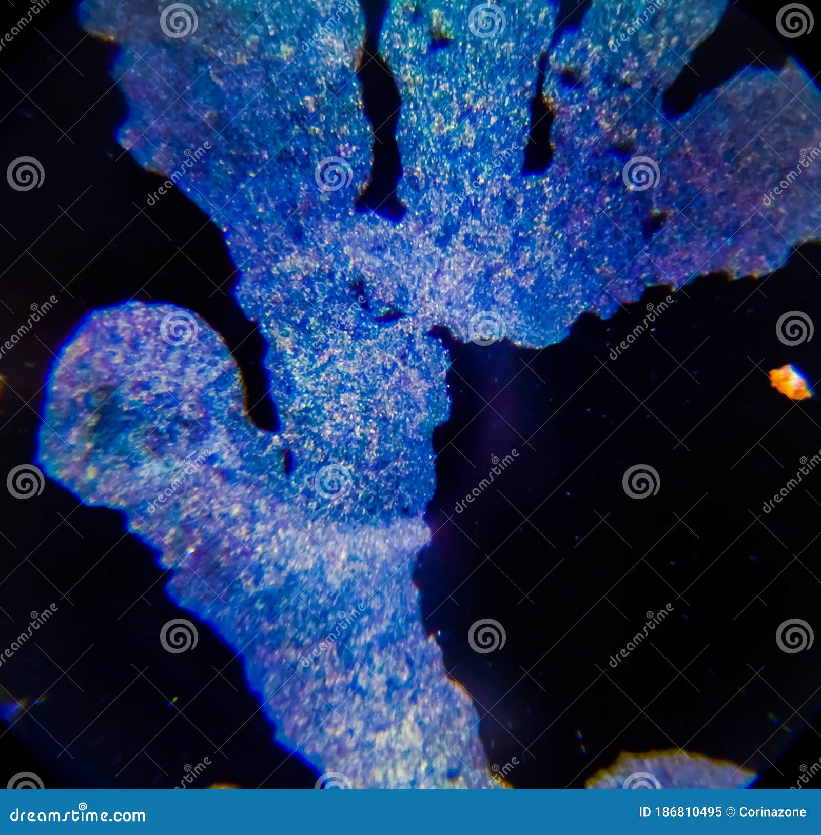 Bacillus Subtilis Bacteria Growth Microscopy Stock Image - Image of ...