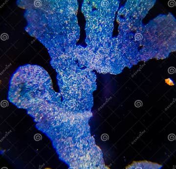 Bacillus Subtilis Bacteria Growth Microscopy Stock Image - Image of ...