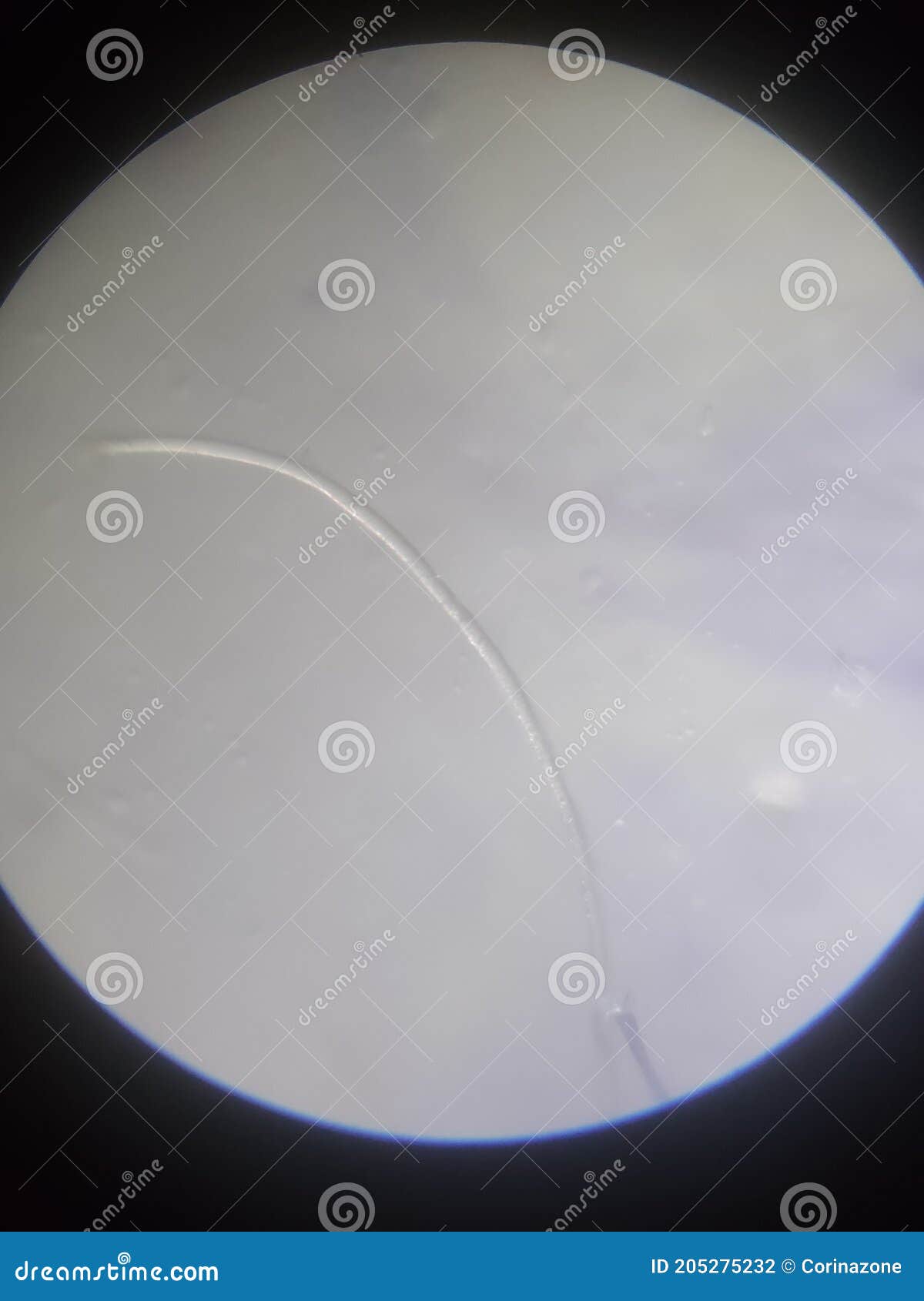 The Brain of a Pig Under the Microscope Stock Photo - Image of cell ...