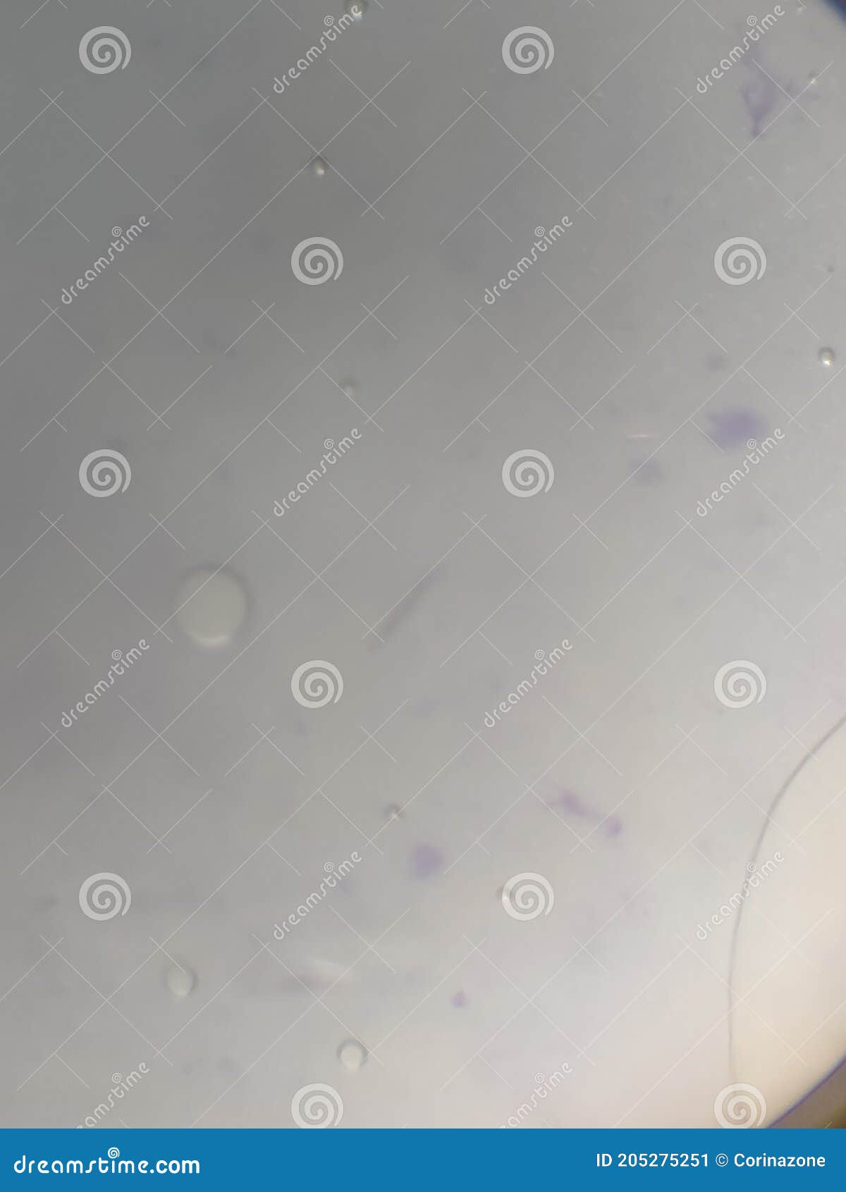 The Brain of a Pig Under the Microscope Stock Image - Image of biology ...