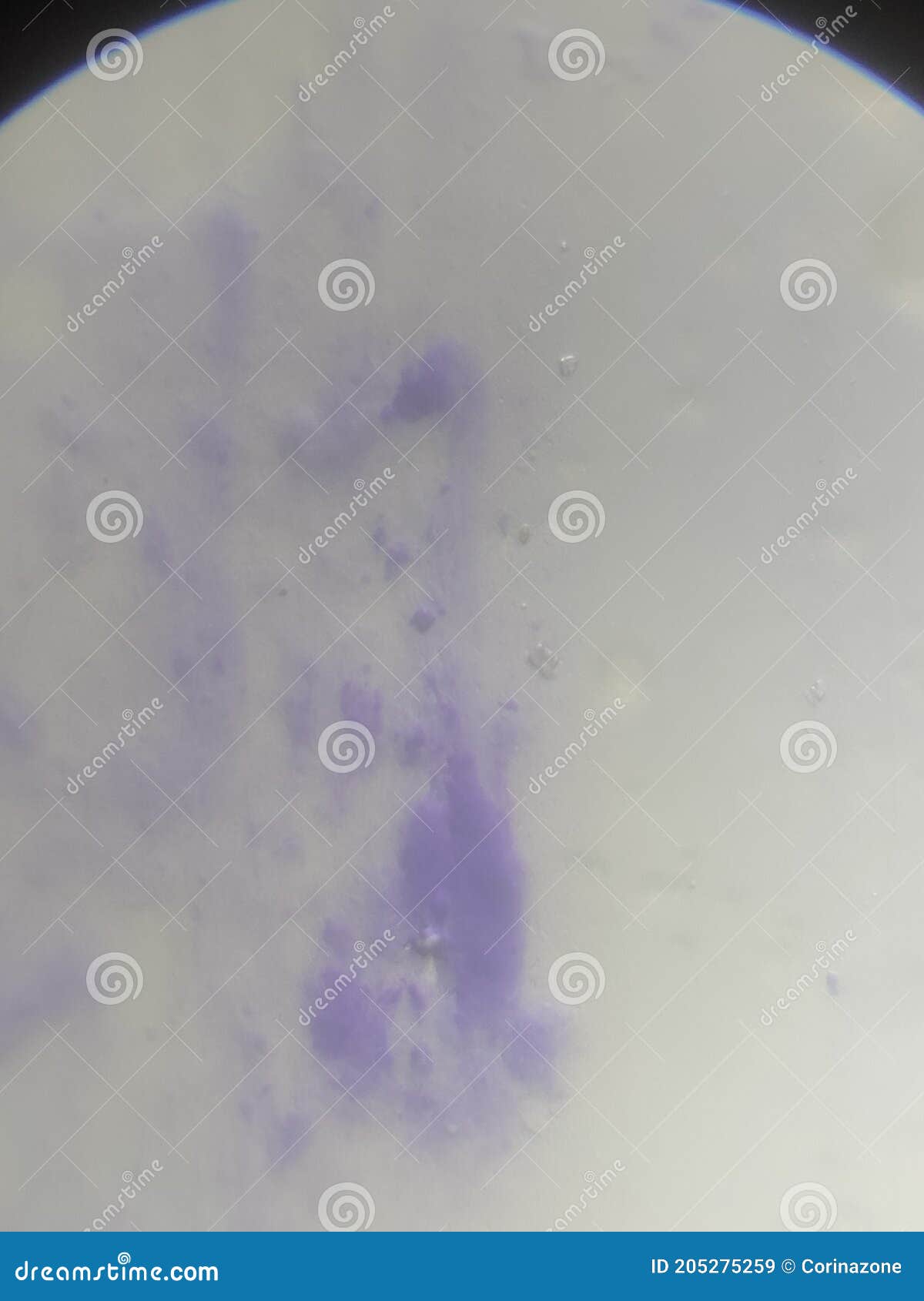 The Brain of a Pig Under the Microscope Stock Image - Image of organ ...