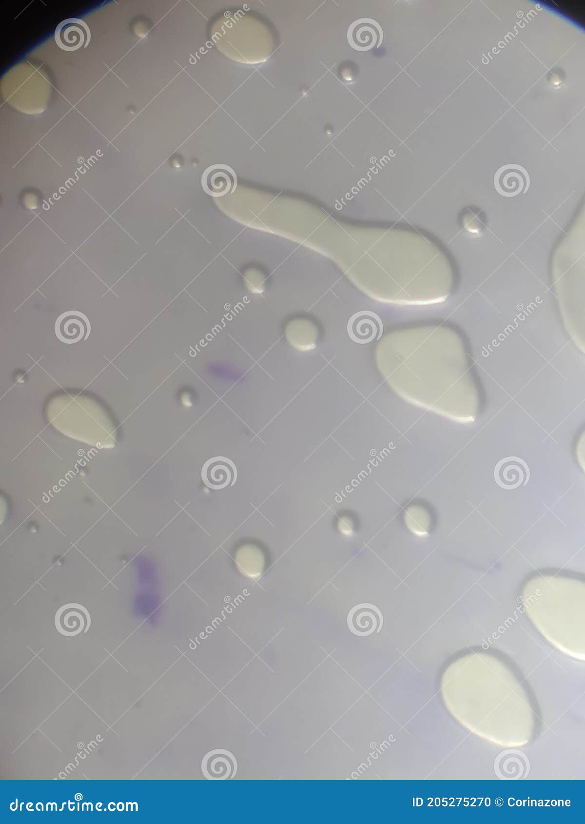 The Brain of a Pig Under the Microscope Stock Photo - Image of ...