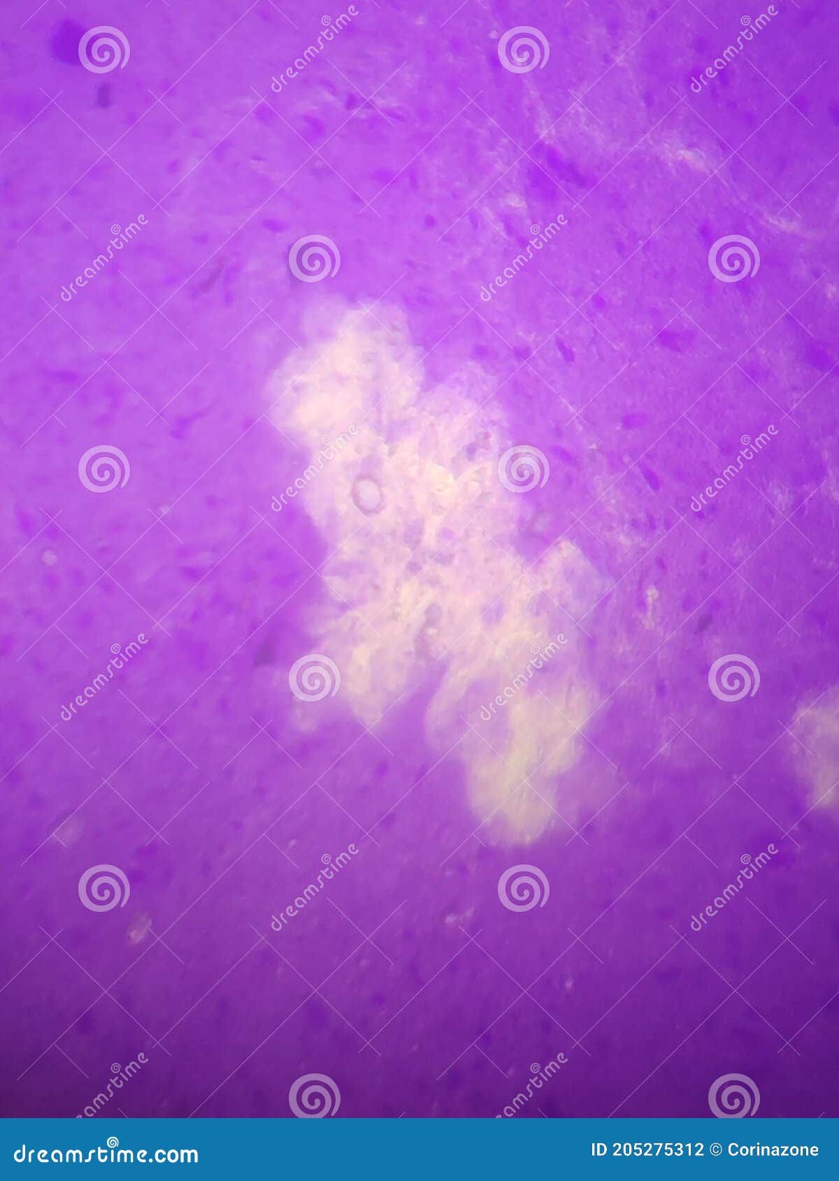 The Brain of a Pig Under the Microscope Stock Photo - Image of ...