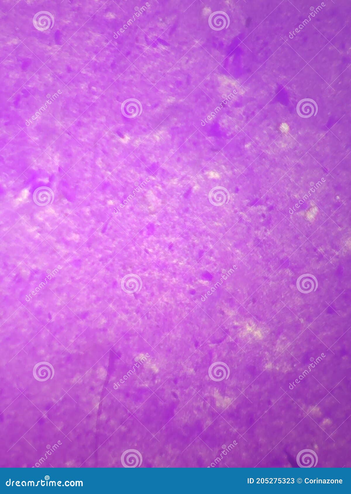 The Brain of a Pig Under the Microscope Stock Image - Image of meat ...