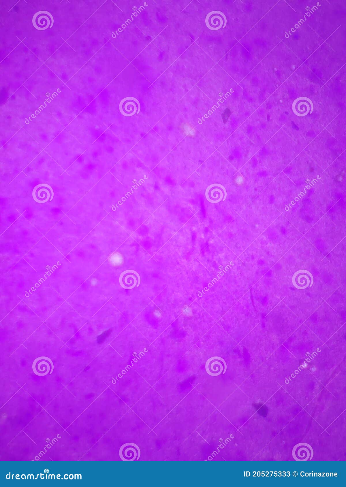 The Brain of a Pig Under the Microscope Stock Image - Image of biology ...