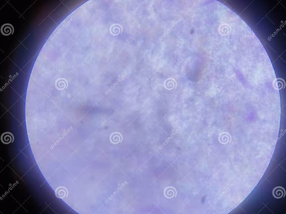 The Brain of a Pig Under the Microscope Stock Image - Image of cell ...