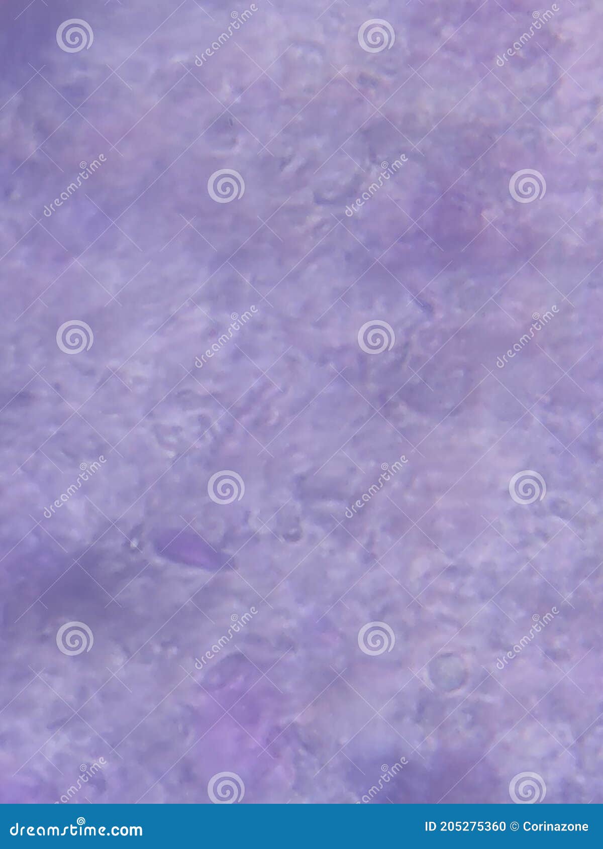 The Brain of a Pig Under the Microscope Stock Photo - Image of neurons ...