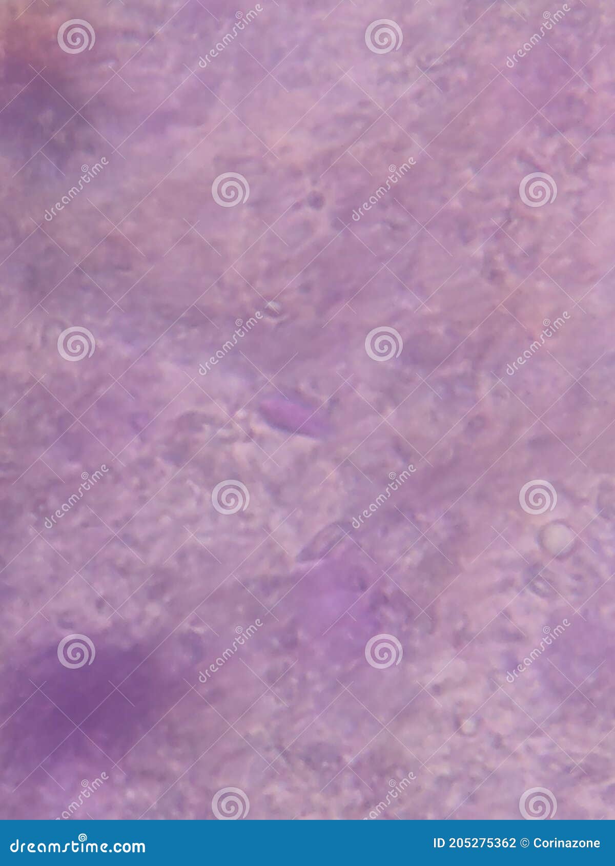 The Brain of a Pig Under the Microscope Stock Photo - Image of biology ...