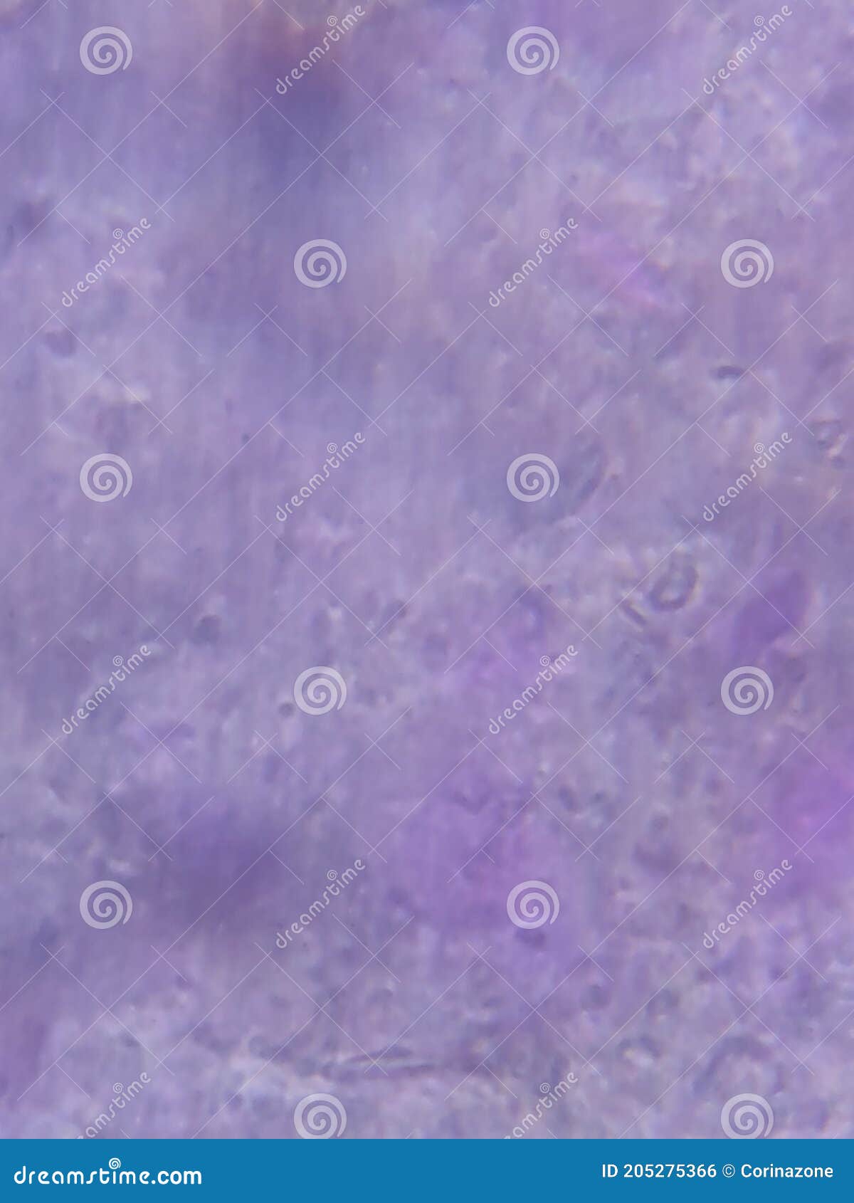 The Brain of a Pig Under the Microscope Stock Photo - Image of brain ...