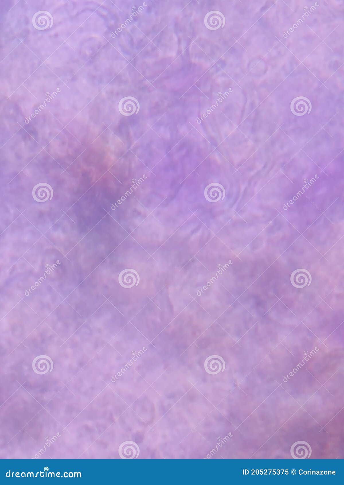 The Brain of a Pig Under the Microscope Stock Image - Image of biology ...