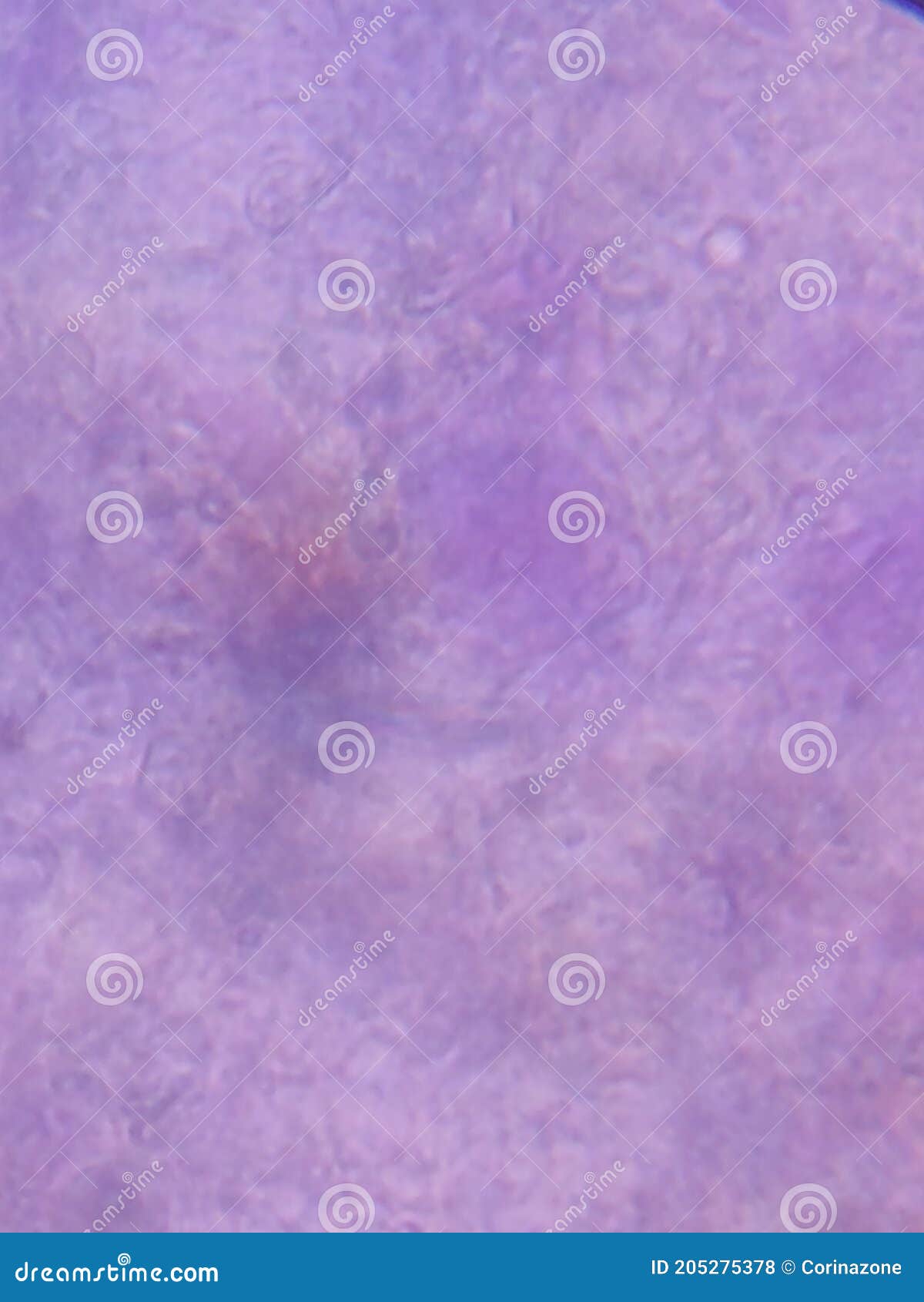 The Brain of a Pig Under the Microscope Stock Photo - Image of cerebral ...