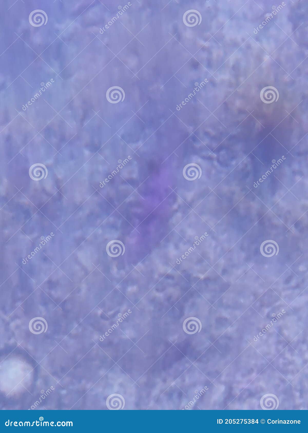 The Brain of a Pig Under the Microscope Stock Photo - Image of meat ...