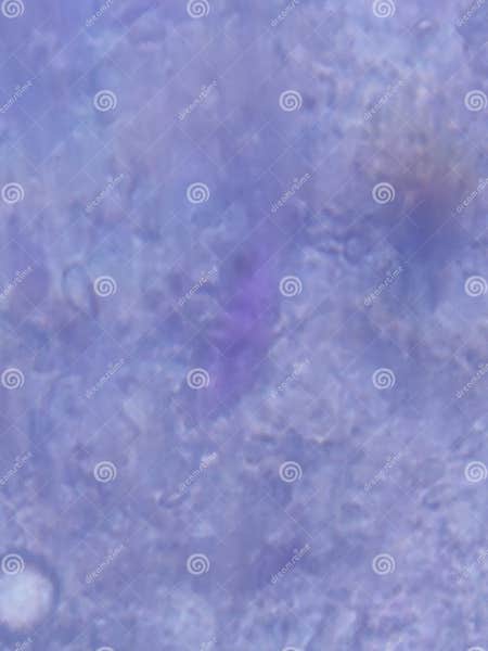 The Brain of a Pig Under the Microscope Stock Photo - Image of meat ...